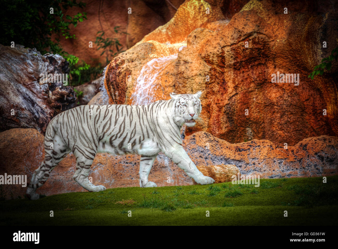 Wild big white tiger rests hi-res stock photography and images - Alamy