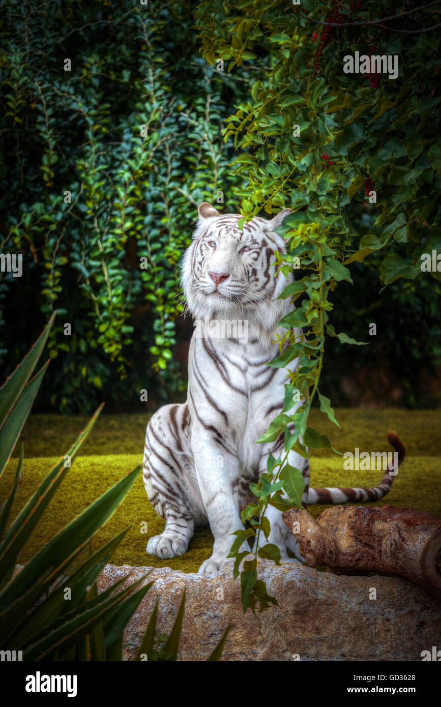 Wild big white tiger rests hi-res stock photography and images - Alamy