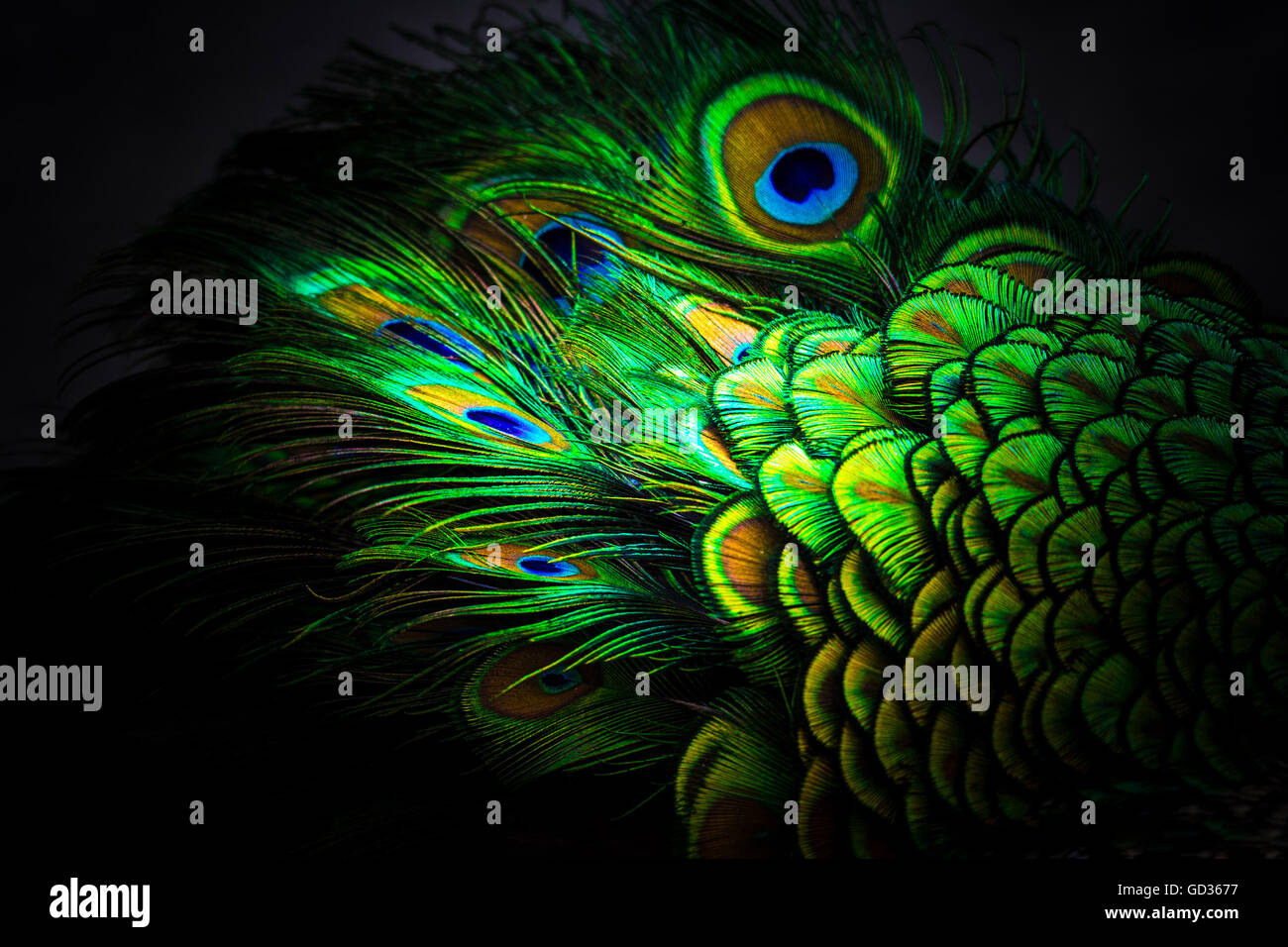 Peacock patterns and design Stock Photo - Alamy