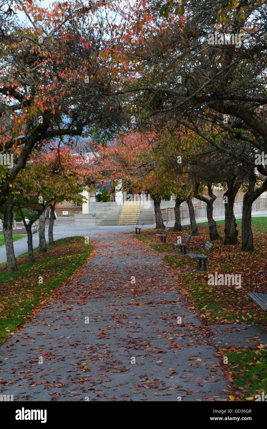 Pathway through trees Stock Photo - Alamy