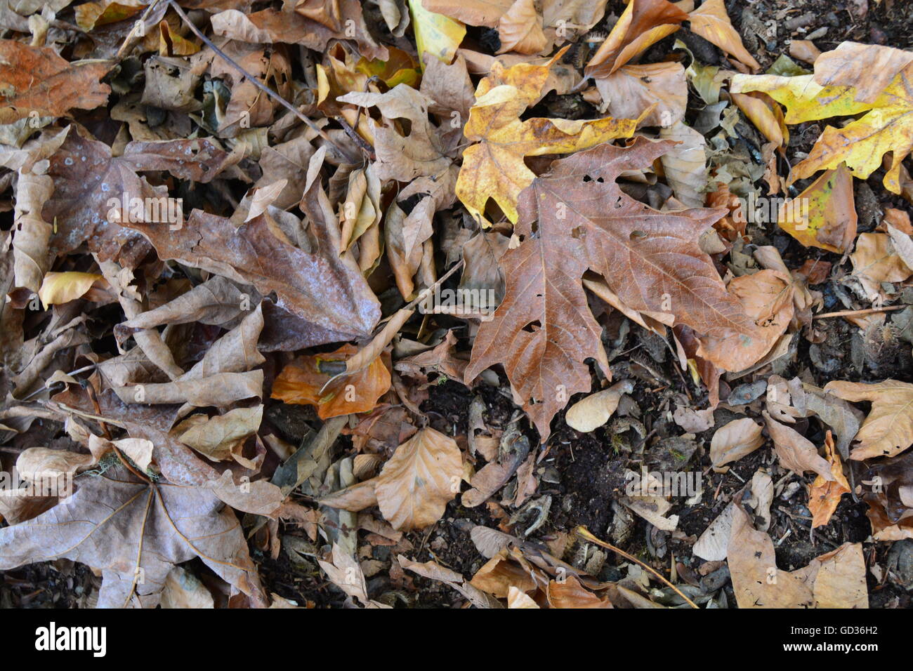 Pile of leaves Stock Photo - Alamy