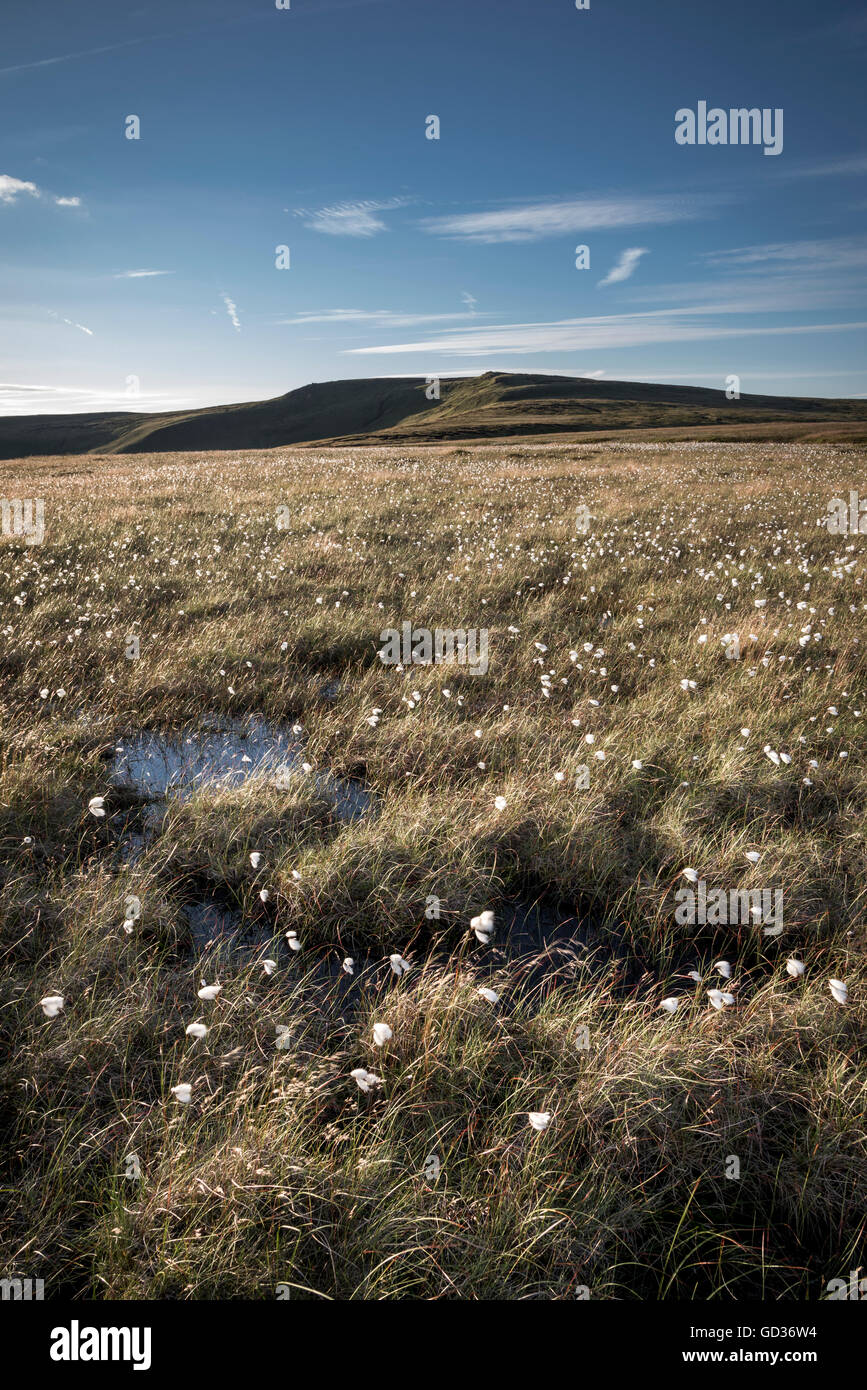 Open moors hi-res stock photography and images - Alamy