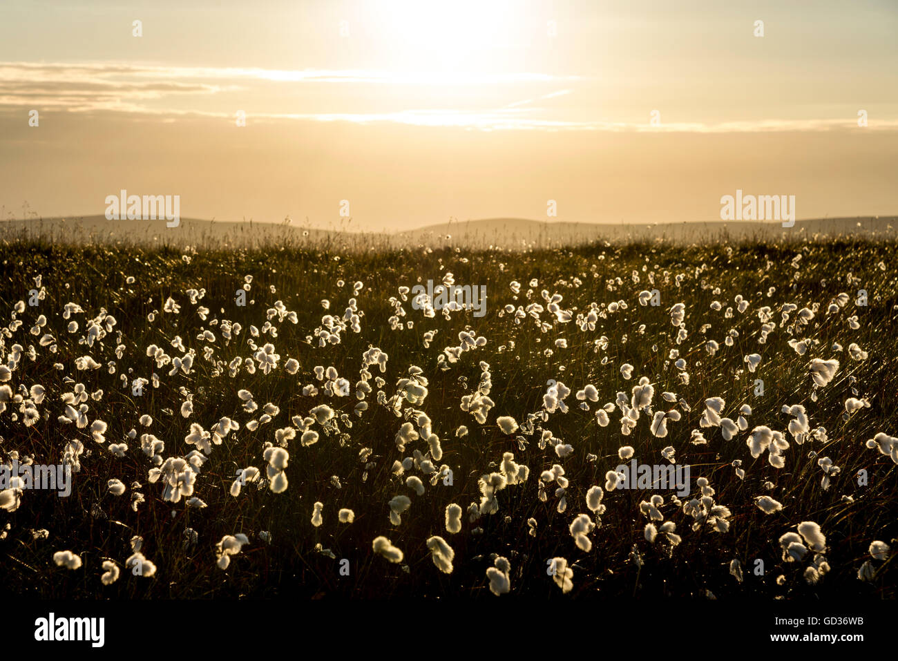 Tufts of cotton hi-res stock photography and images - Alamy