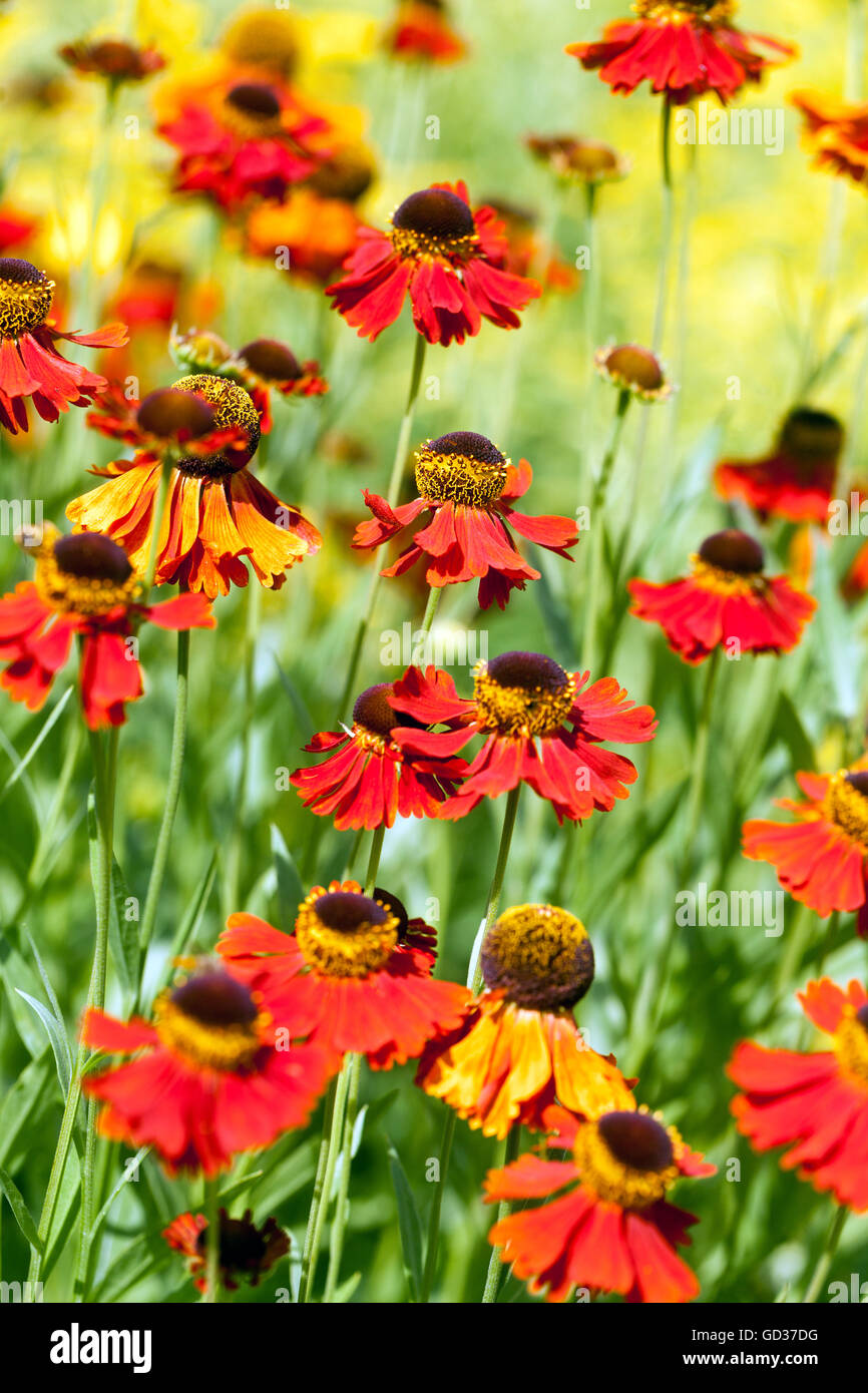 Orange red Helenium Rotkäppchen, Sneezeweed flower bed Stock Photo - Alamy