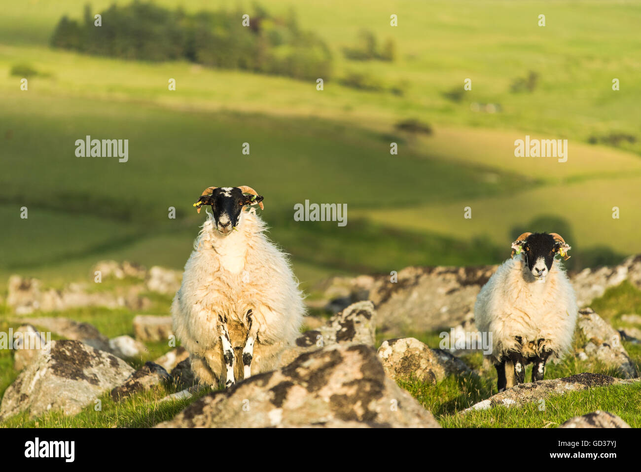 Paddock rocks hi-res stock photography and images - Alamy