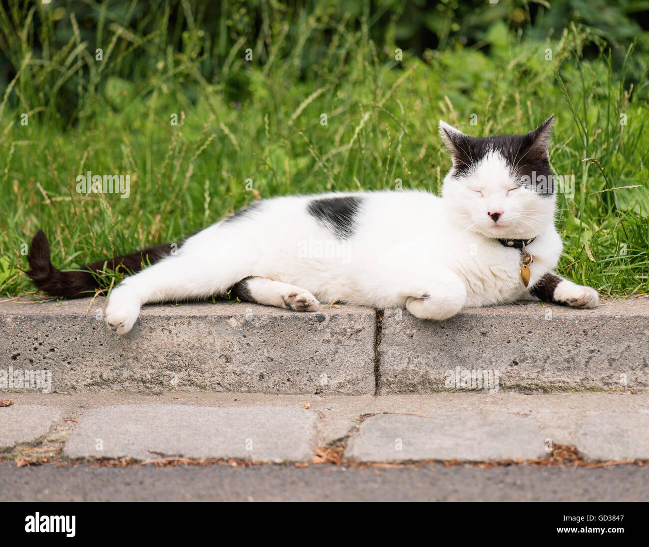 Adult domestic cat Stock Photo - Alamy
