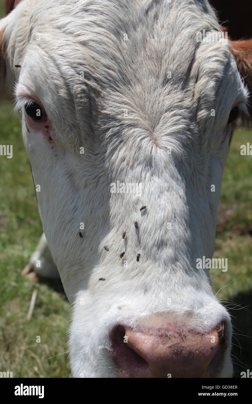 Cow head hi-res stock photography and images - Alamy