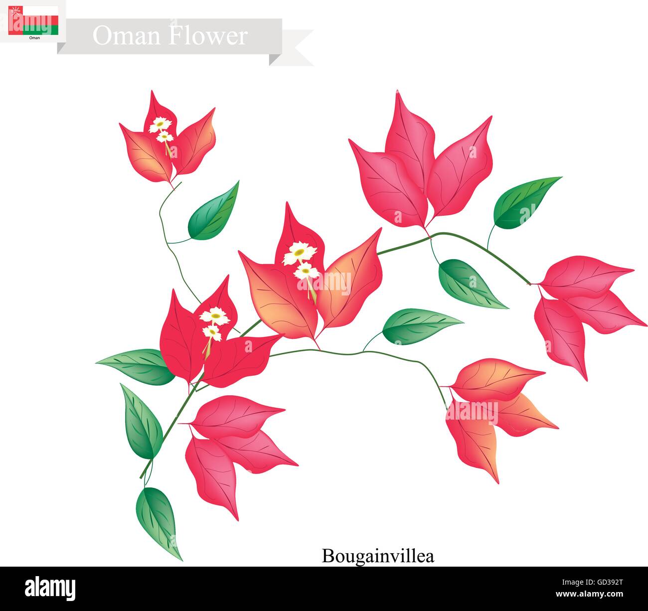 Bougainvillea vector vectors hi-res stock photography and images - Alamy