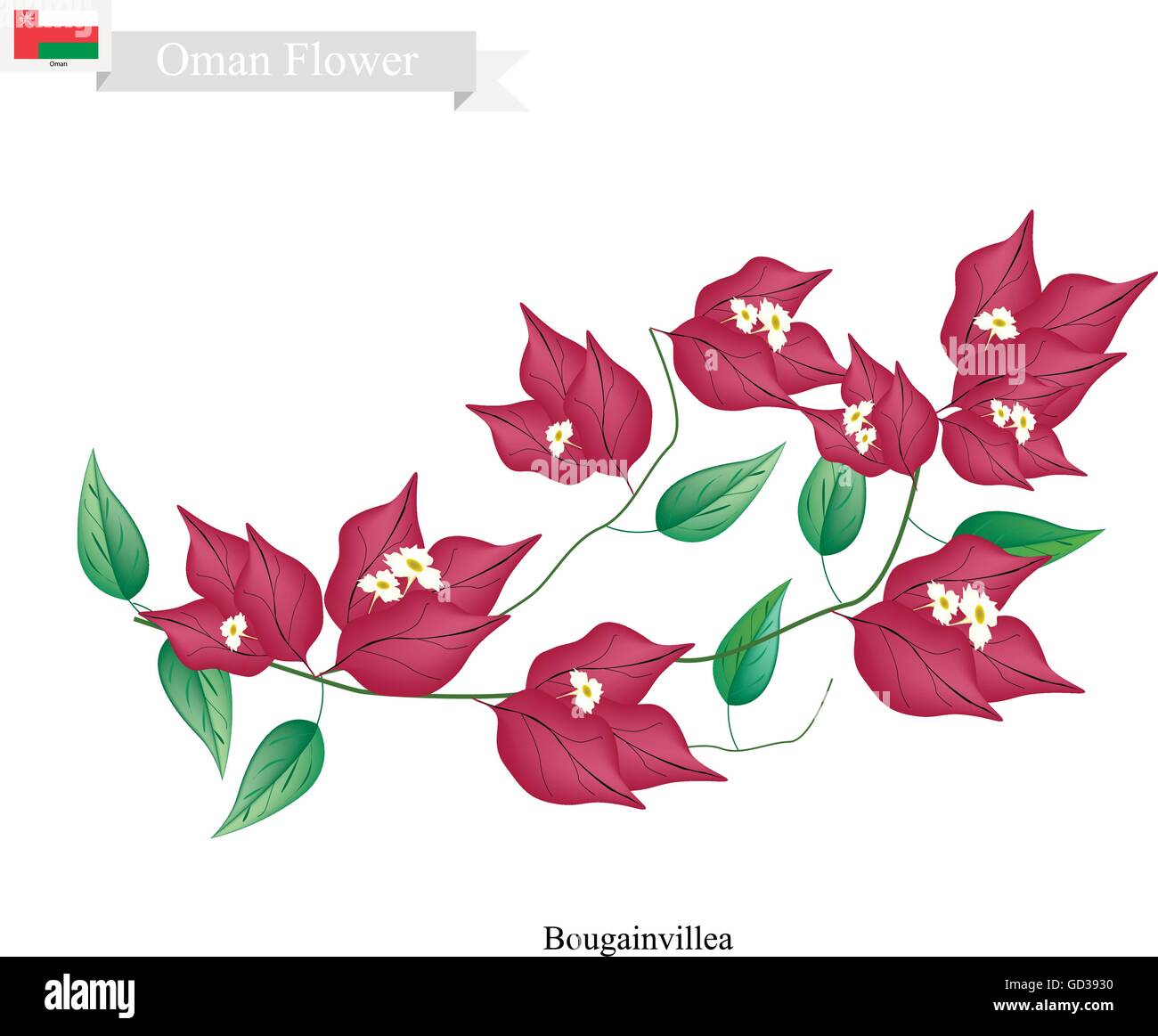 Bougainvillea Stock Vector Images - Alamy