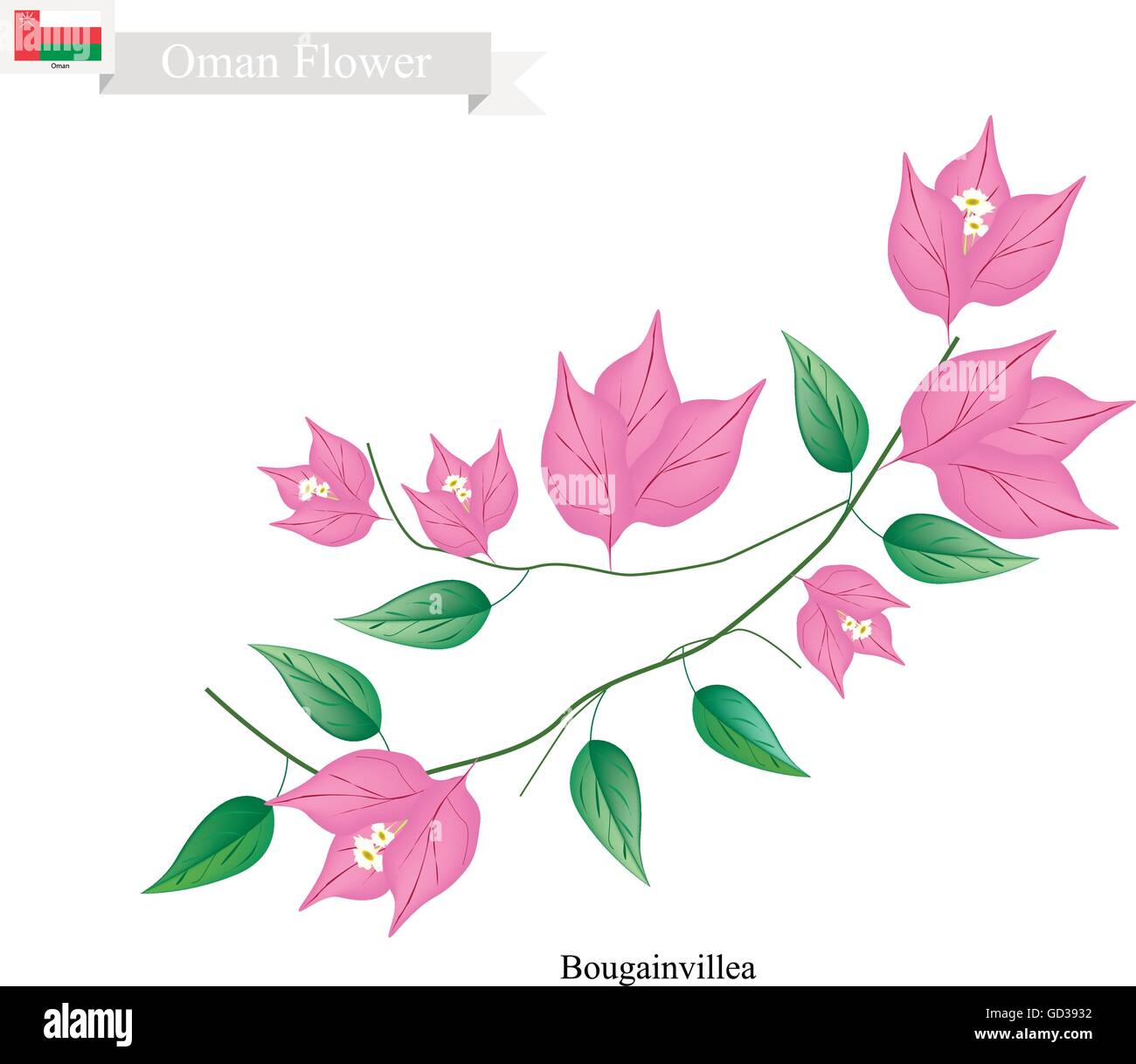 Bougainvillea vector vectors hi-res stock photography and images - Alamy