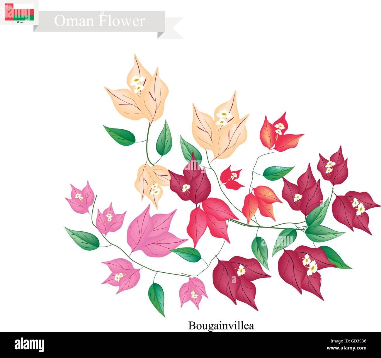 Bougainvillea vector vectors hi-res stock photography and images - Alamy