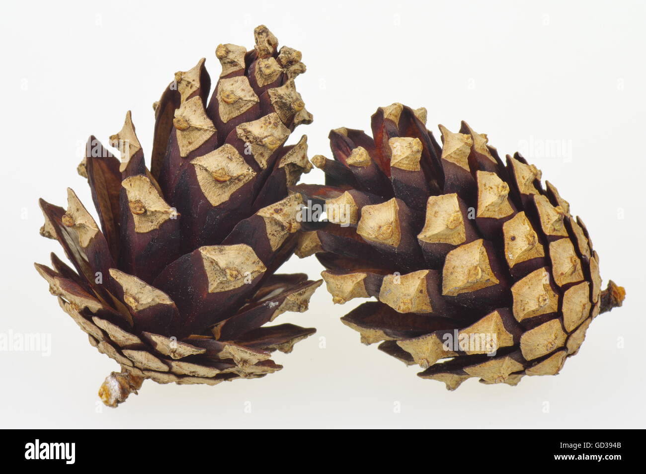 Two dry pine cones on the white background Stock Photo - Alamy
