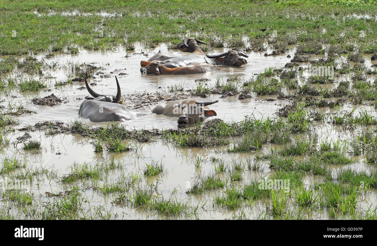 asian water buffalo or bubalus bubalis in swamp Stock Photo - Alamy