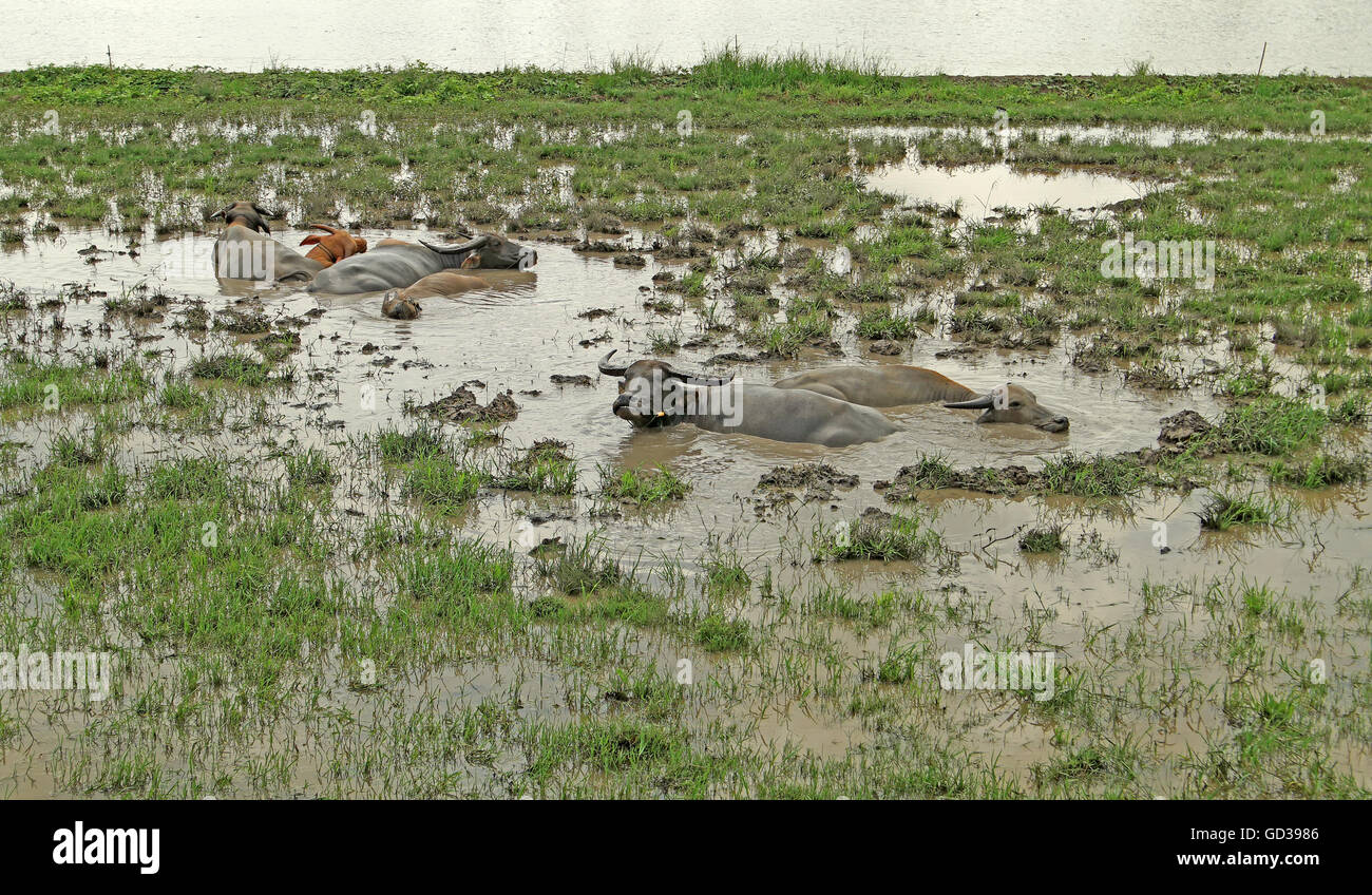 asian water buffalo or bubalus bubalis in swamp Stock Photo - Alamy