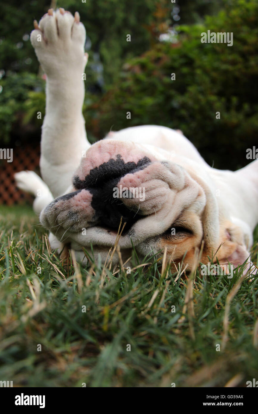 English bulldog relaxing on grass Stock Photo - Alamy