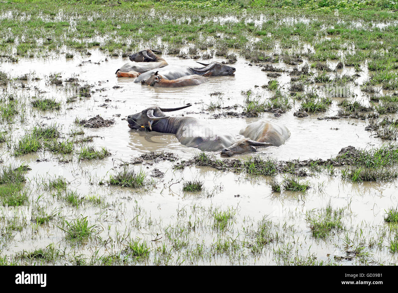 asian water buffalo or bubalus bubalis in swamp Stock Photo - Alamy