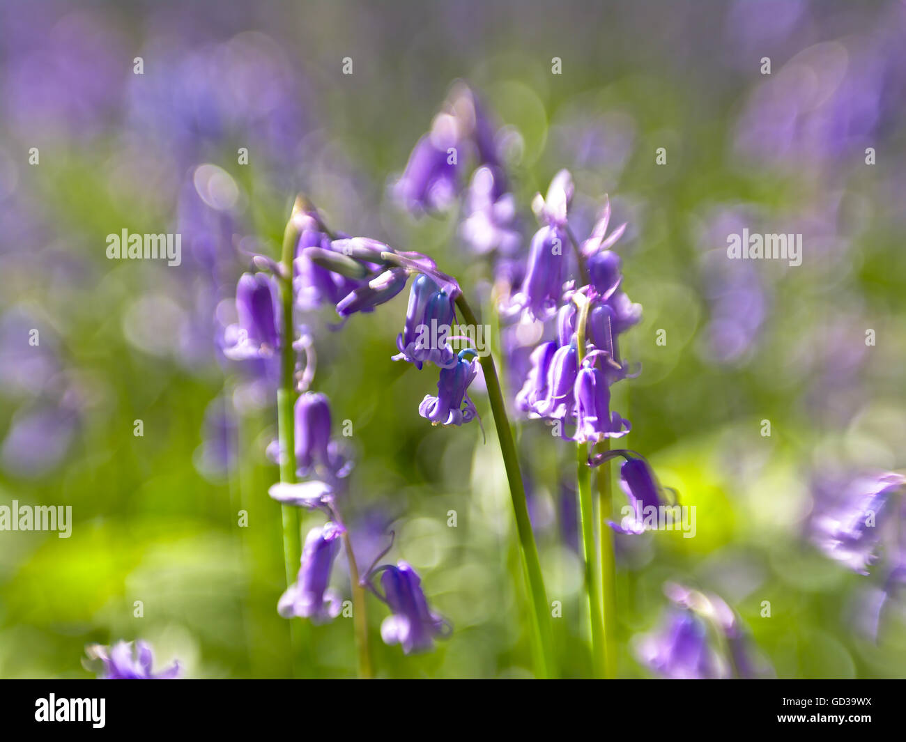 bluebell flowers, close-up Stock Photo - Alamy