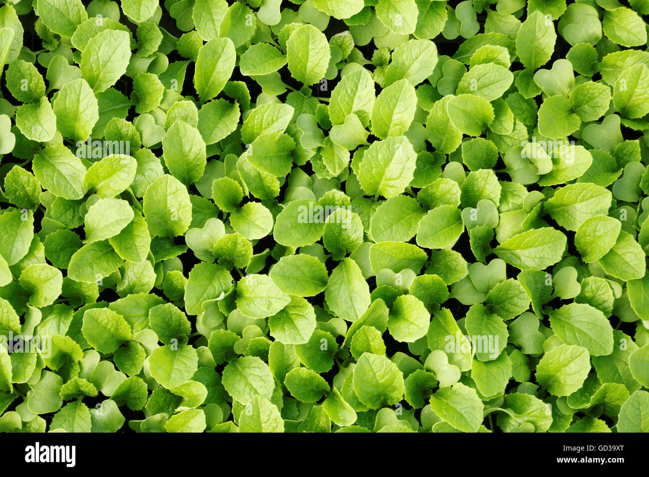 cabbage plants in growing house.Ukraine Stock Photo - Alamy