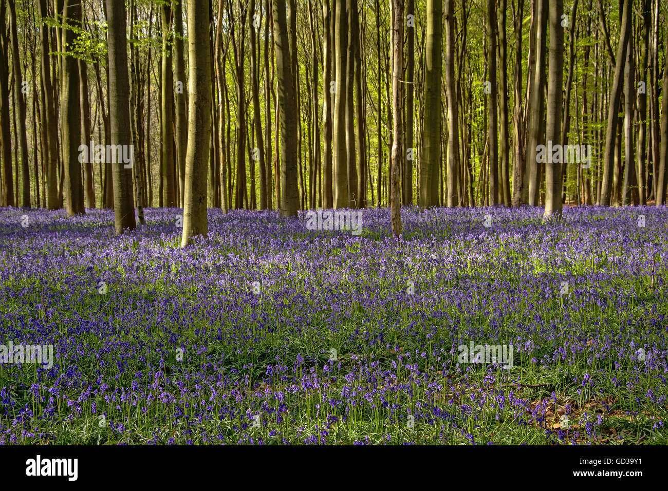 bluebell field in Hallerbos forest, Brussels Stock Photo - Alamy