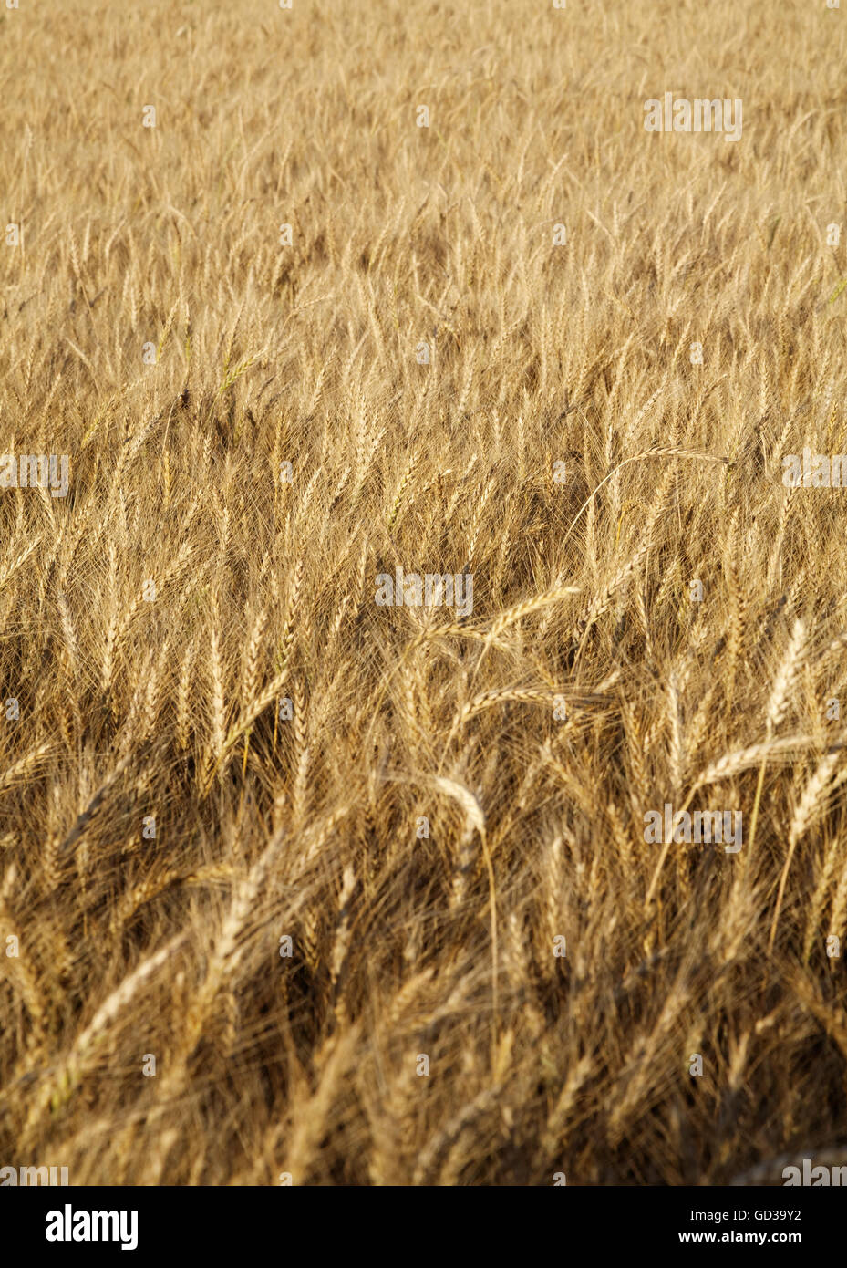 field of rye in Ukraine Stock Photo - Alamy