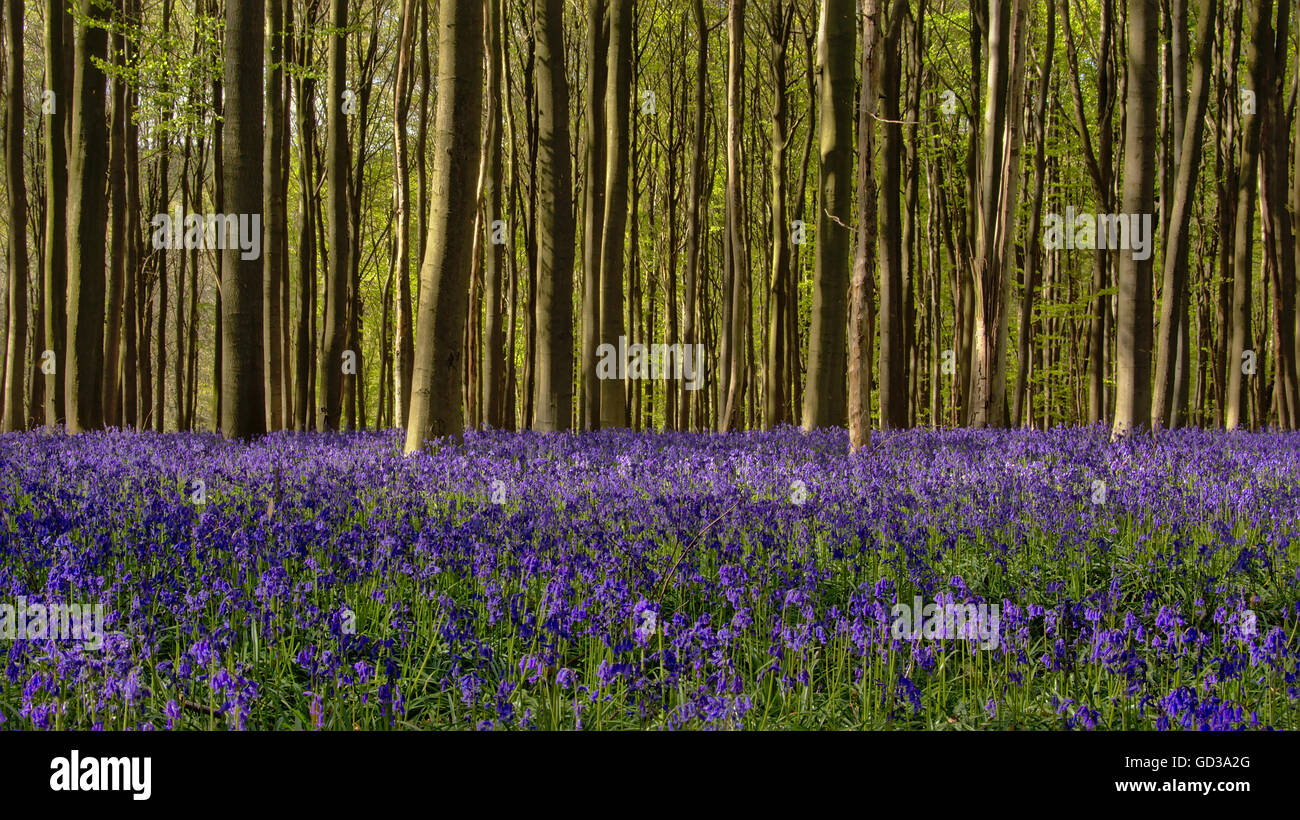 field of bluebell flowers in Hallerbos forest, Brussels Stock Photo - Alamy