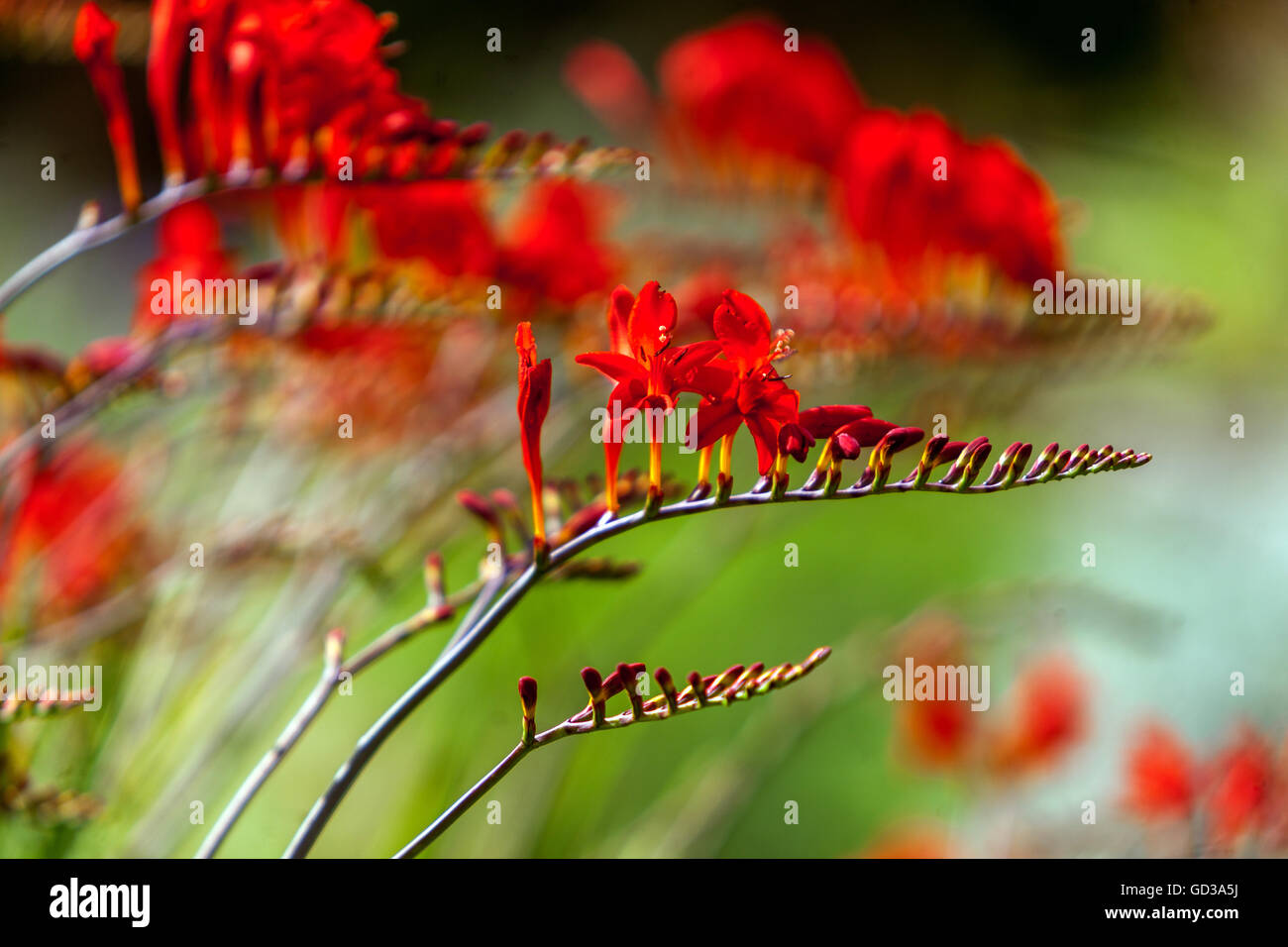 Crocosmia red lucifer hi-res stock photography and images - Alamy