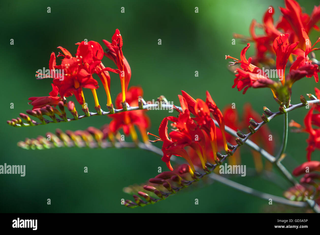 Crocosmia lucifer montbretia hi-res stock photography and images - Alamy