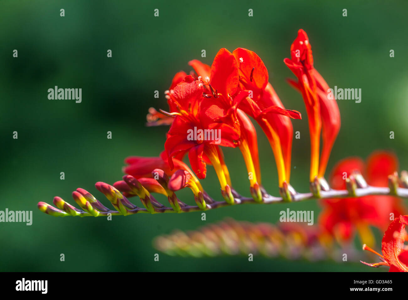 Crocosmia lucifer montbretia hi-res stock photography and images - Alamy