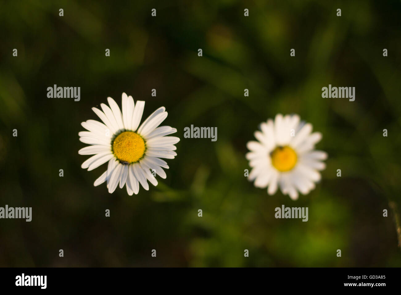 Two Daisies in a Grassy Field, Single Daisy in Focus Stock Photo - Alamy
