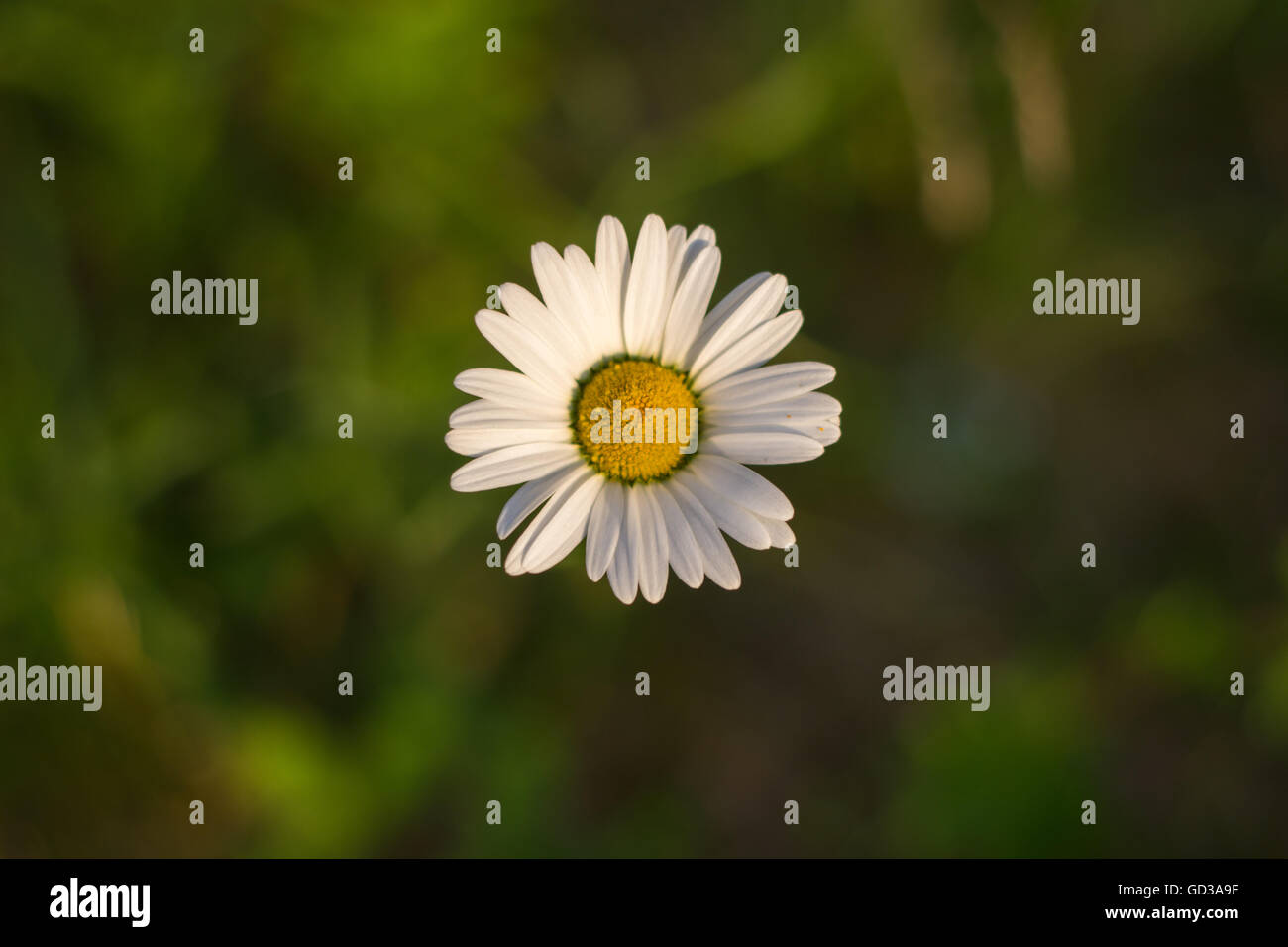 Single Daisy in Meadow Top View Stock Photo - Alamy