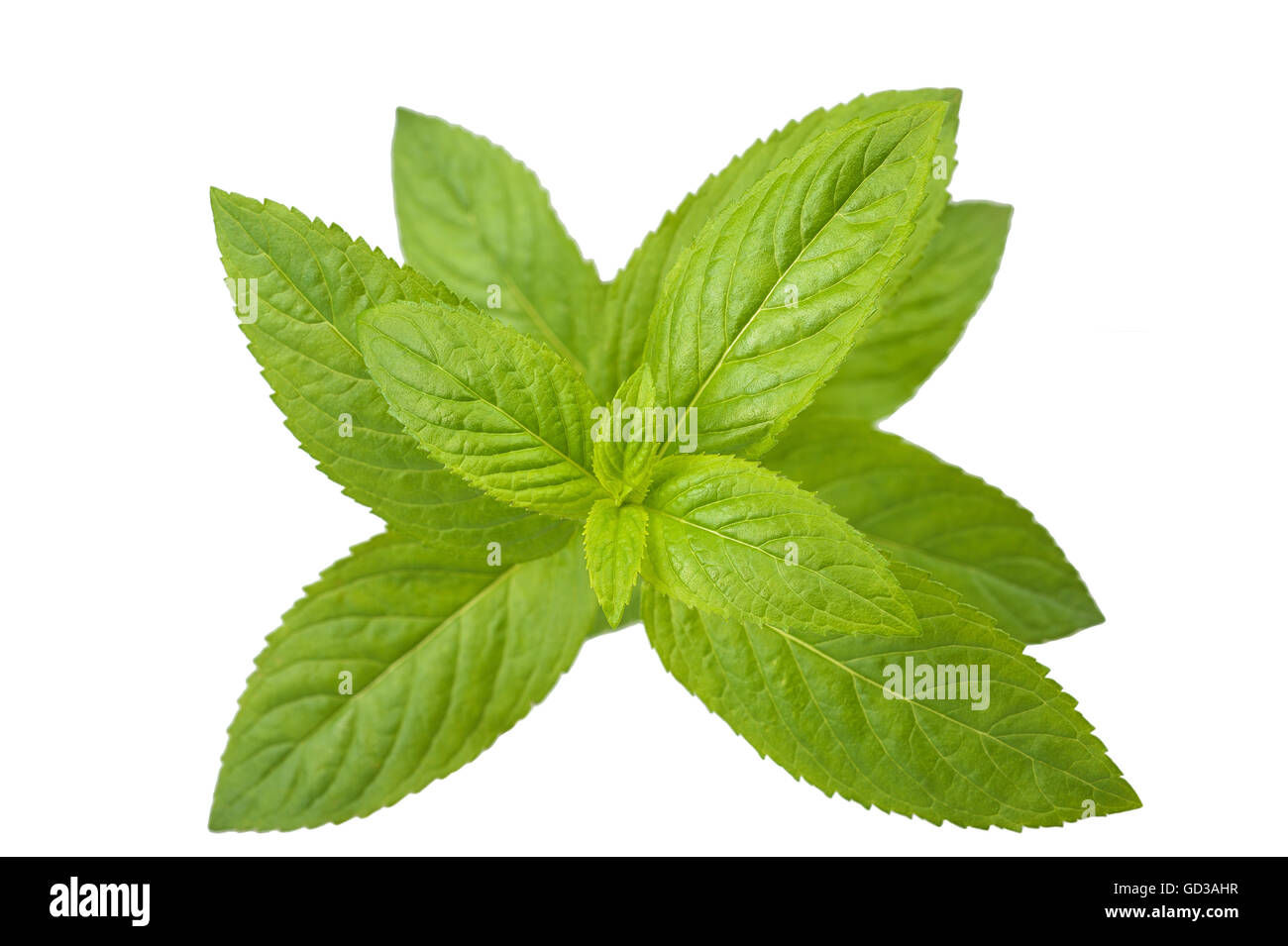 Mint bunch isolated on white Stock Photo - Alamy