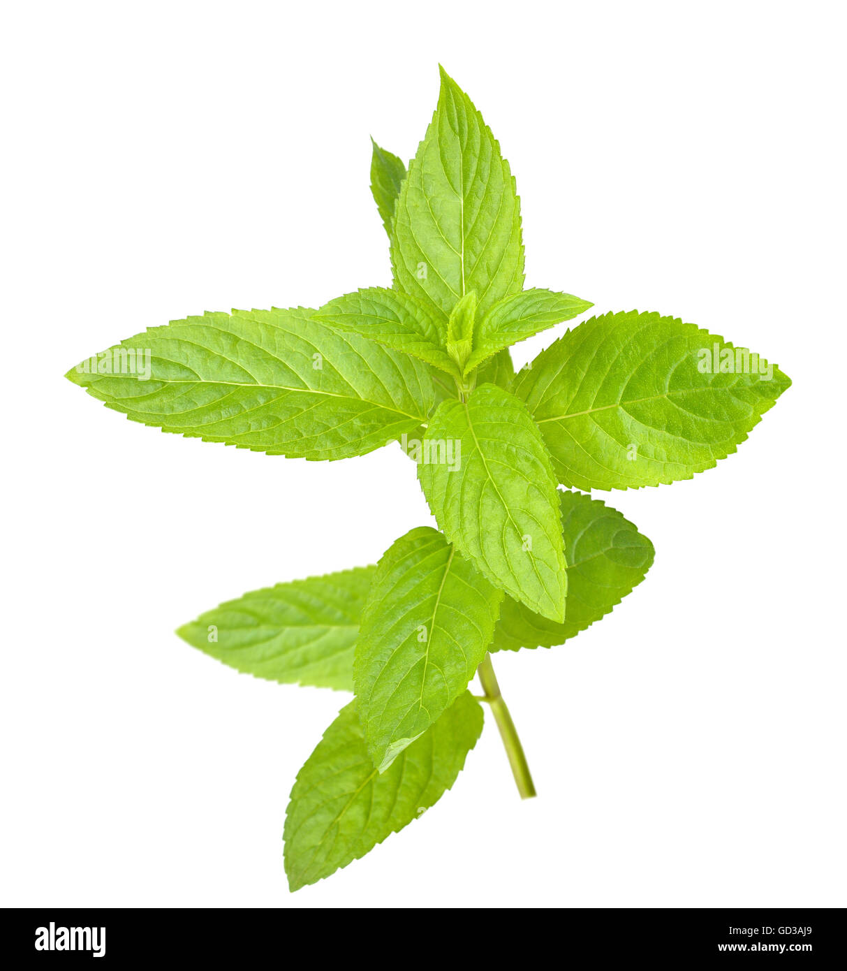 Peppermint mentha piperita plant hi-res stock photography and images ...