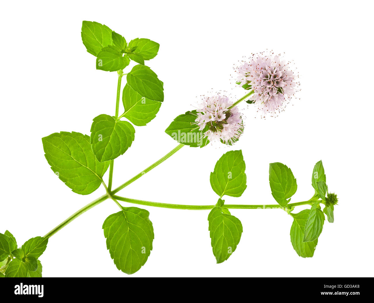 Peppermint flowers hi-res stock photography and images - Alamy