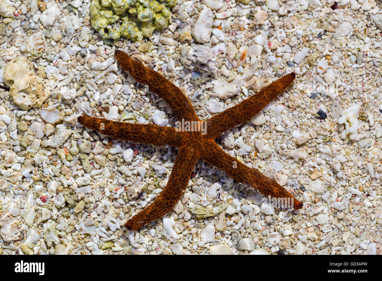 Starfish on the beach Macro Stock Photo - Alamy