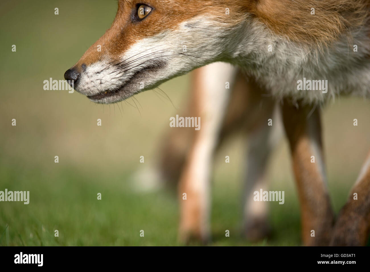 Fox, vixen, low angle, cropped, shallow depth of field, late afternoon ...