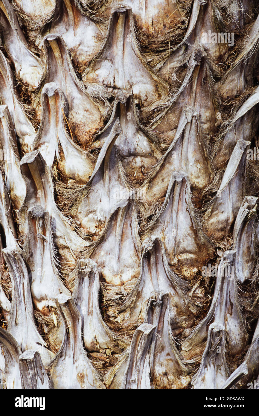 Palm tree trunk bark pattern Stock Photo - Alamy