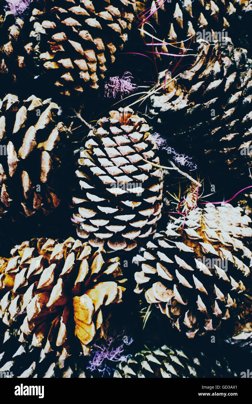 Ponderosa pine seed hi-res stock photography and images - Alamy