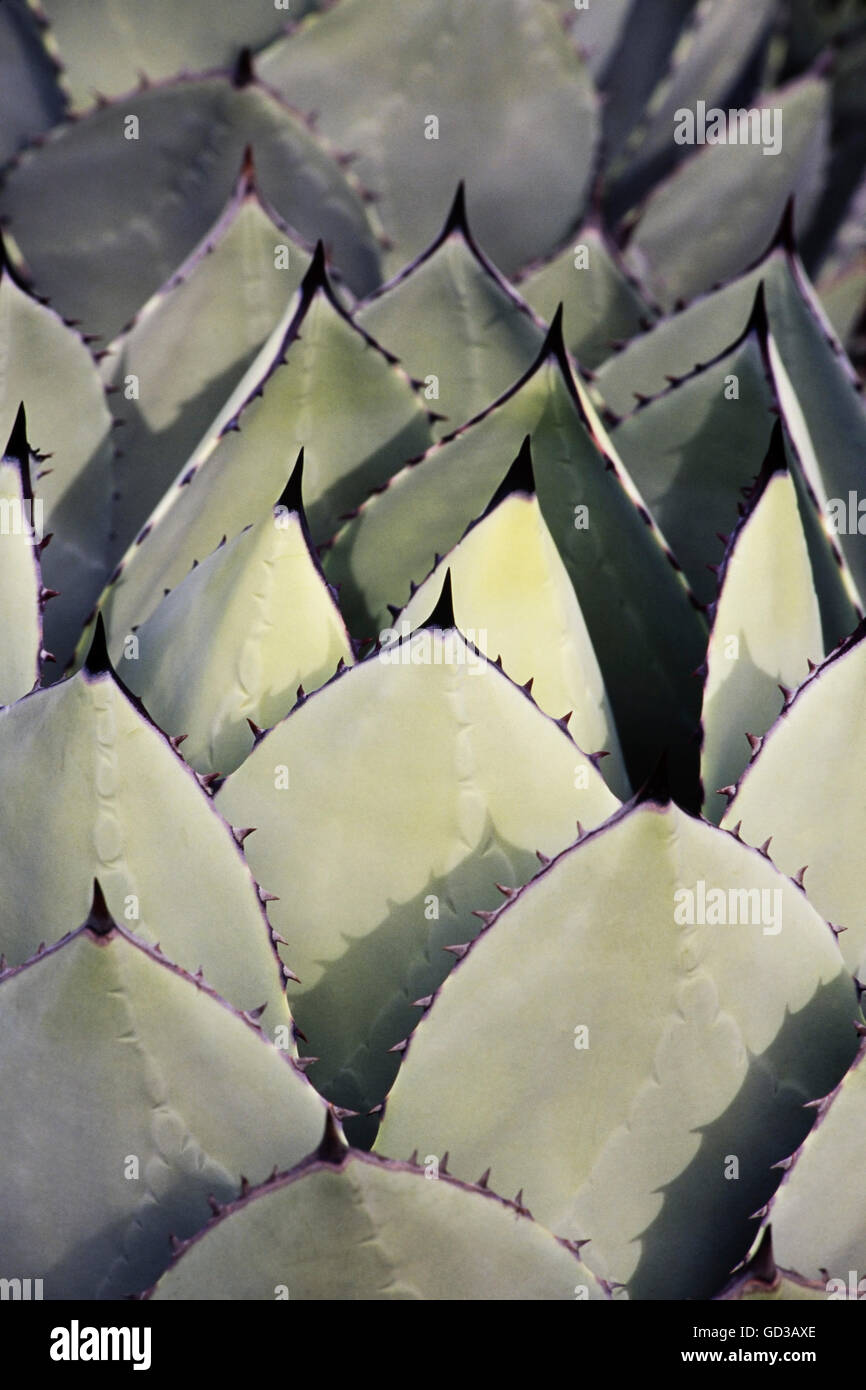 Close up of succulent yucca plant leaves Stock Photo - Alamy