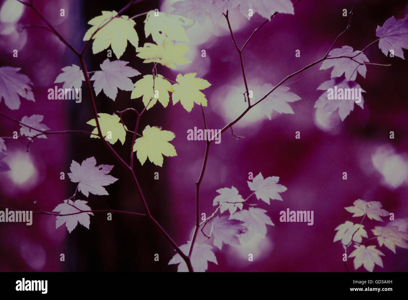 Autumn leaves on branches, infrared shot, leaf shapes and variety of ...