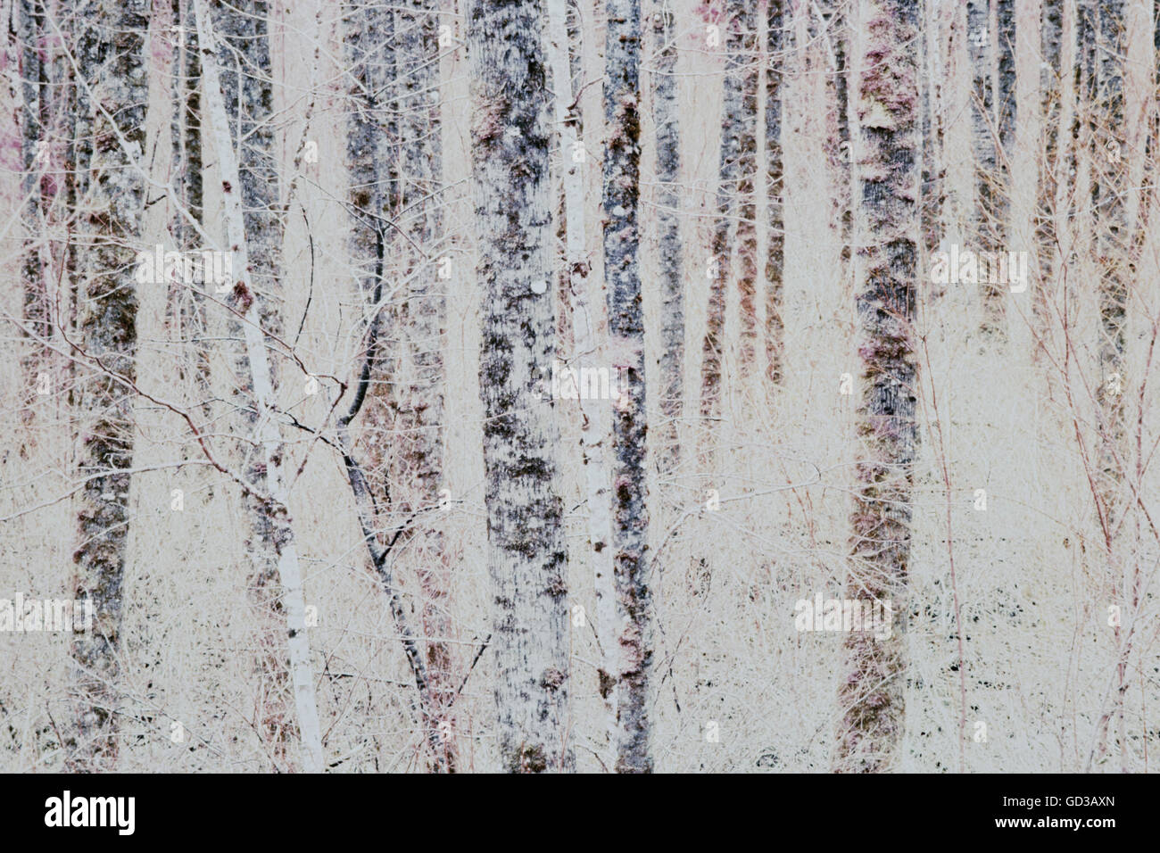 Alder trees in winter hi-res stock photography and images - Alamy