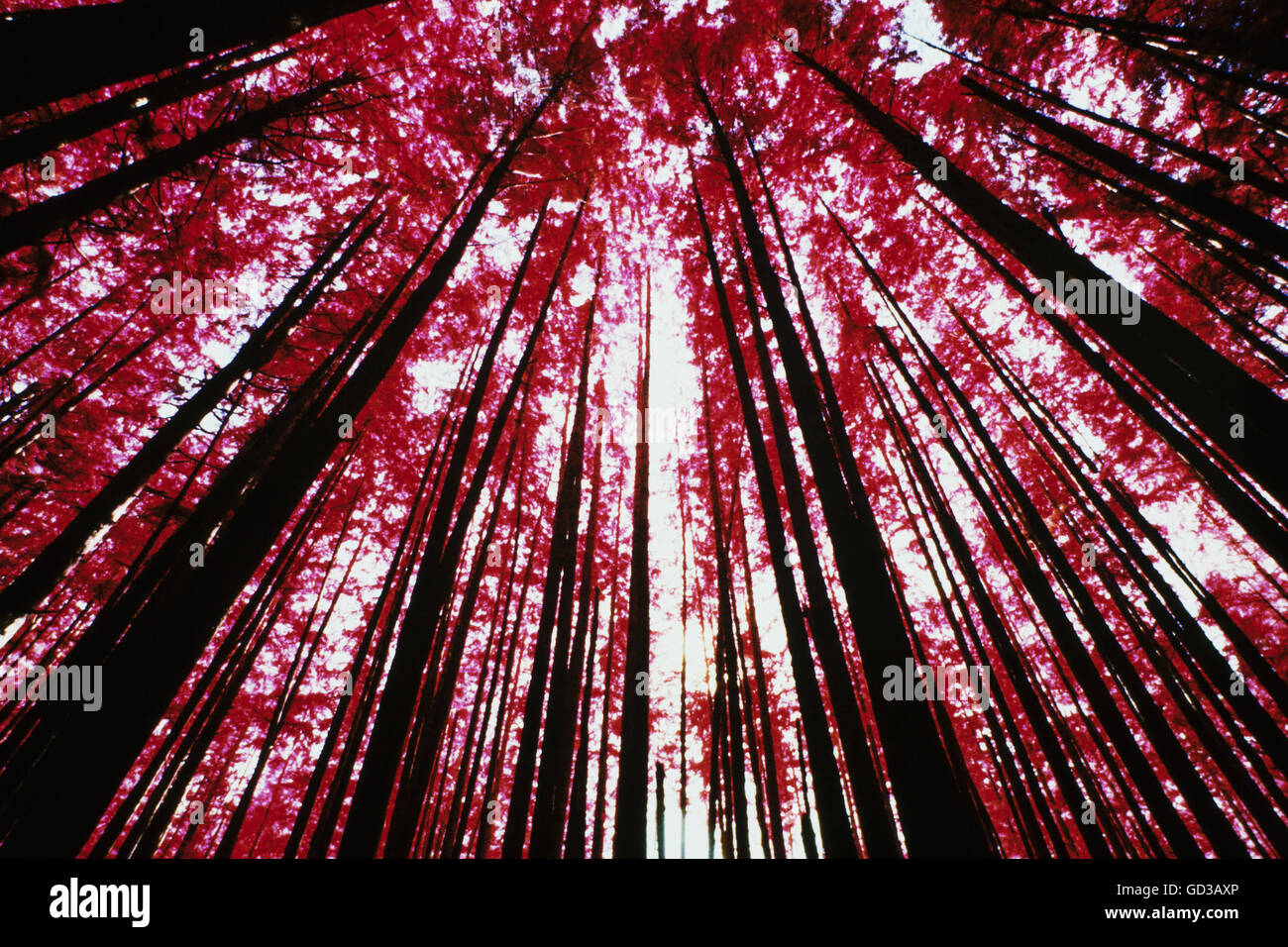 The forest canopy and evergreen trees viewed from the ground at ...