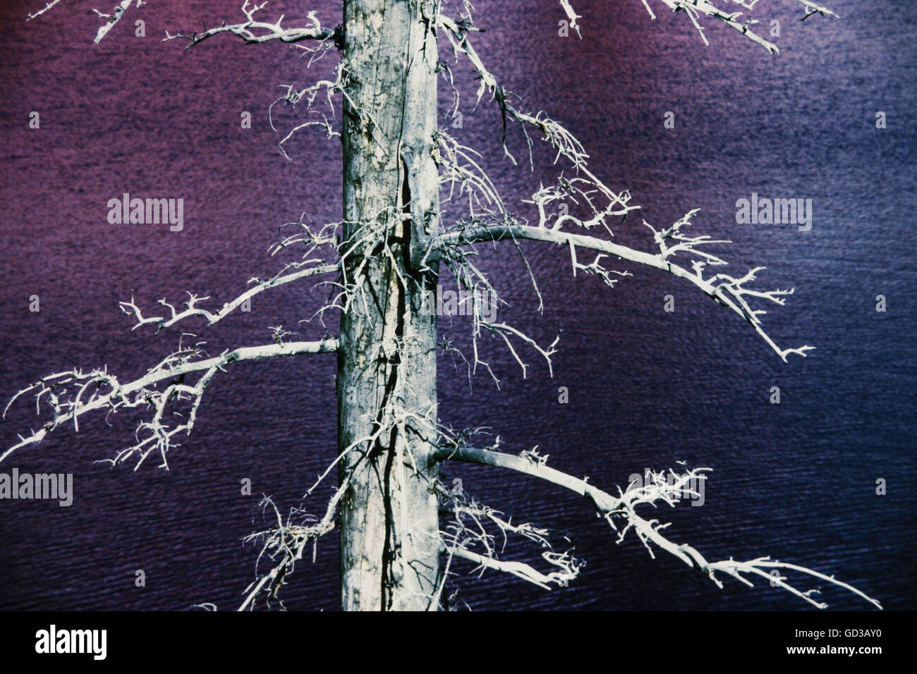 Dead Pine Tree Trunk Stock Photos & Dead Pine Tree Trunk Stock Images ...