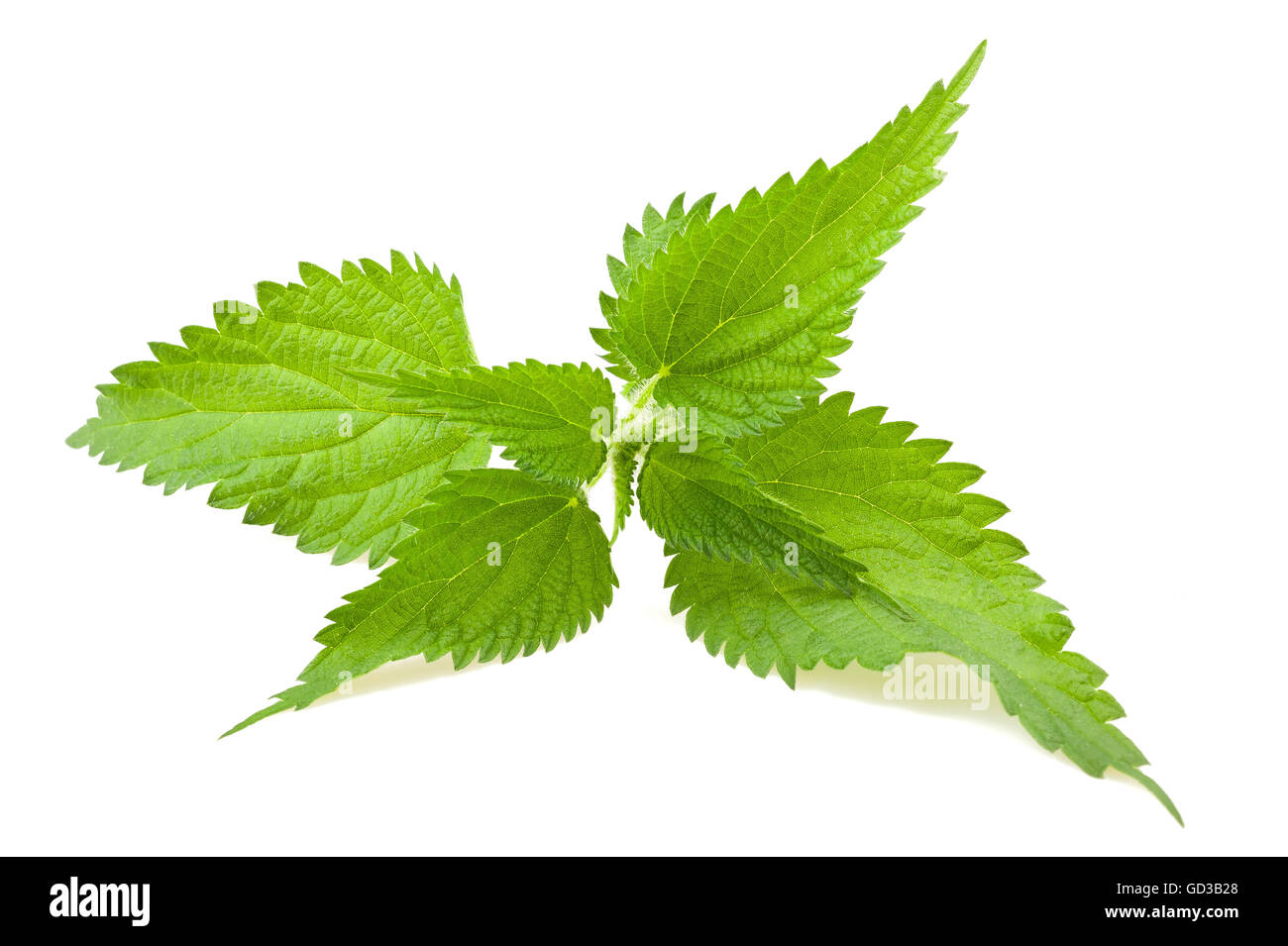 Stinging nettle infusion on hi-res stock photography and images - Alamy