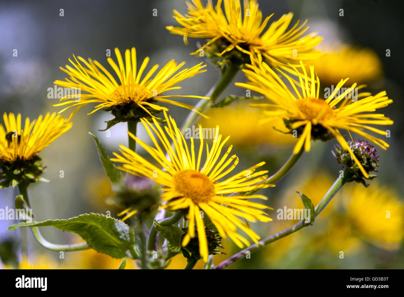 Inula magnifica, the giant fleabane Stock Photo - Alamy