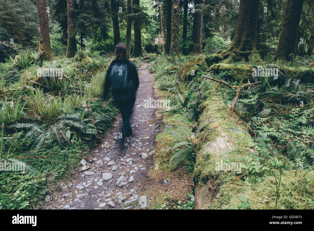 Female hiker walking on a trail in temperate rainforest Stock Photo - Alamy