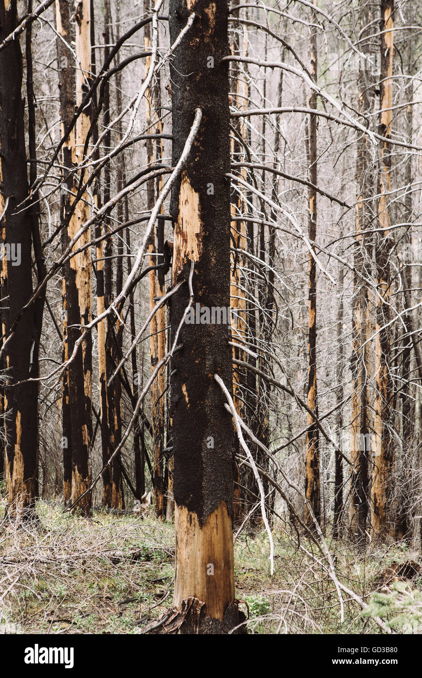 Recovering forest after extensive fire damage, near Wenatchee National ...