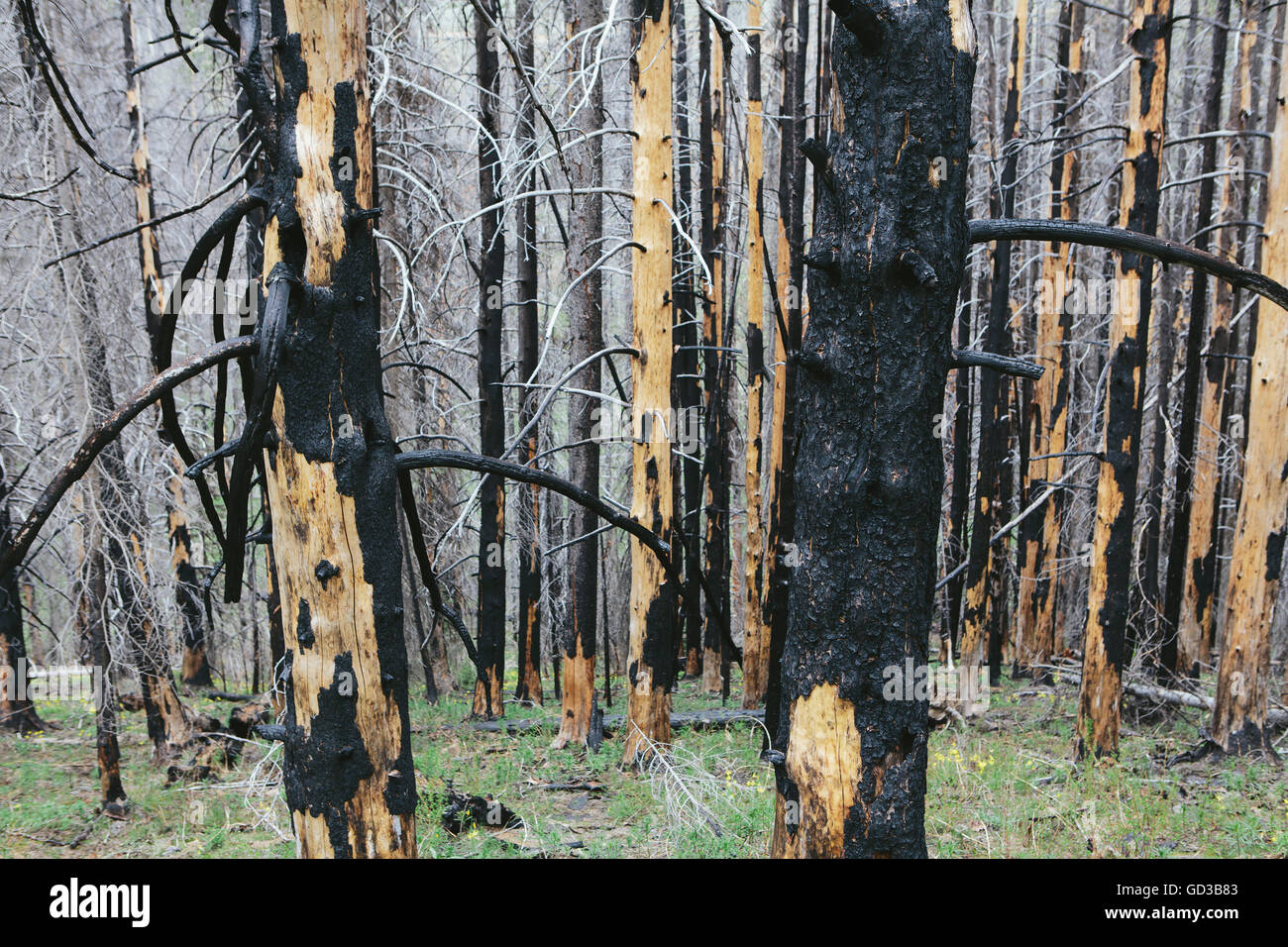 Recovering forest after extensive fire damage, near Wenatchee National ...
