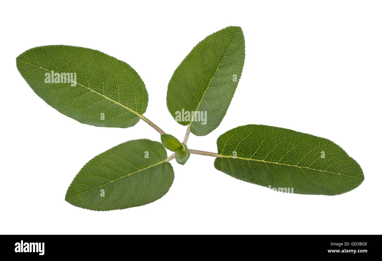 fresh sage isolated on white background Stock Photo - Alamy