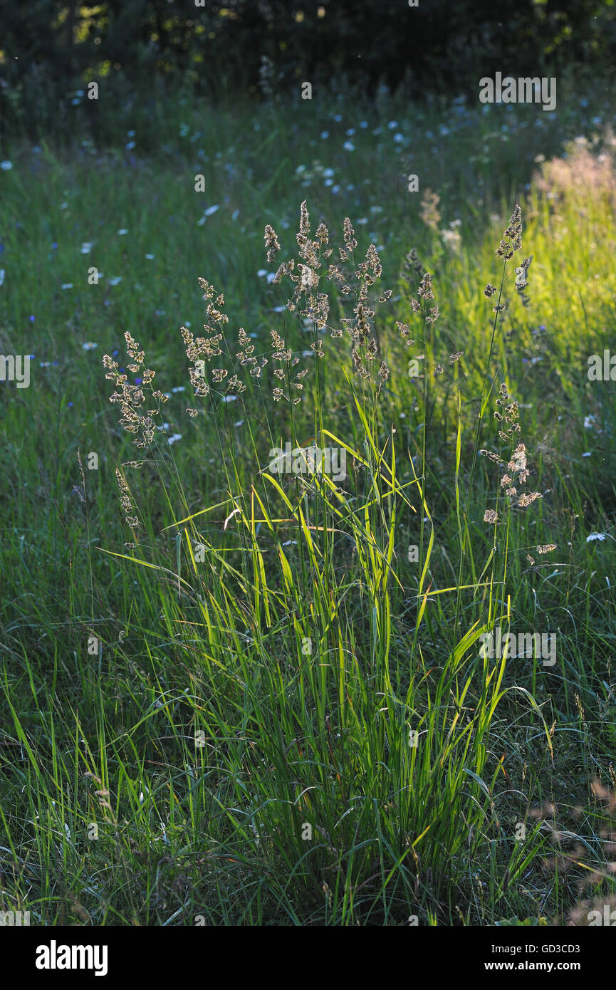Hummock grass hi-res stock photography and images - Alamy