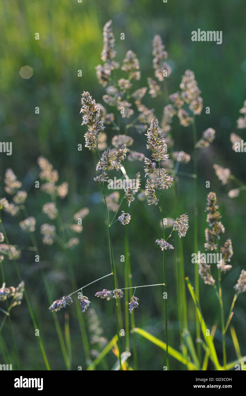 Hummock with green grass in the sunset Stock Photo - Alamy